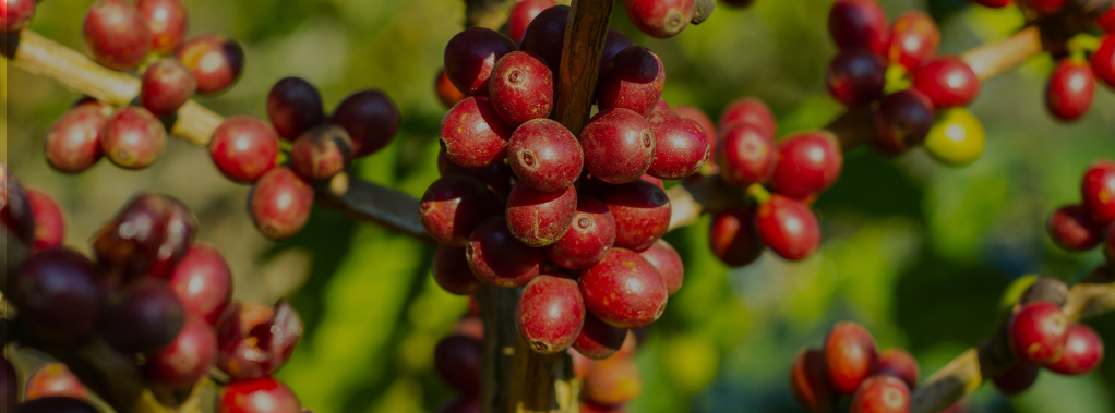 Adelaide Coffee Machines